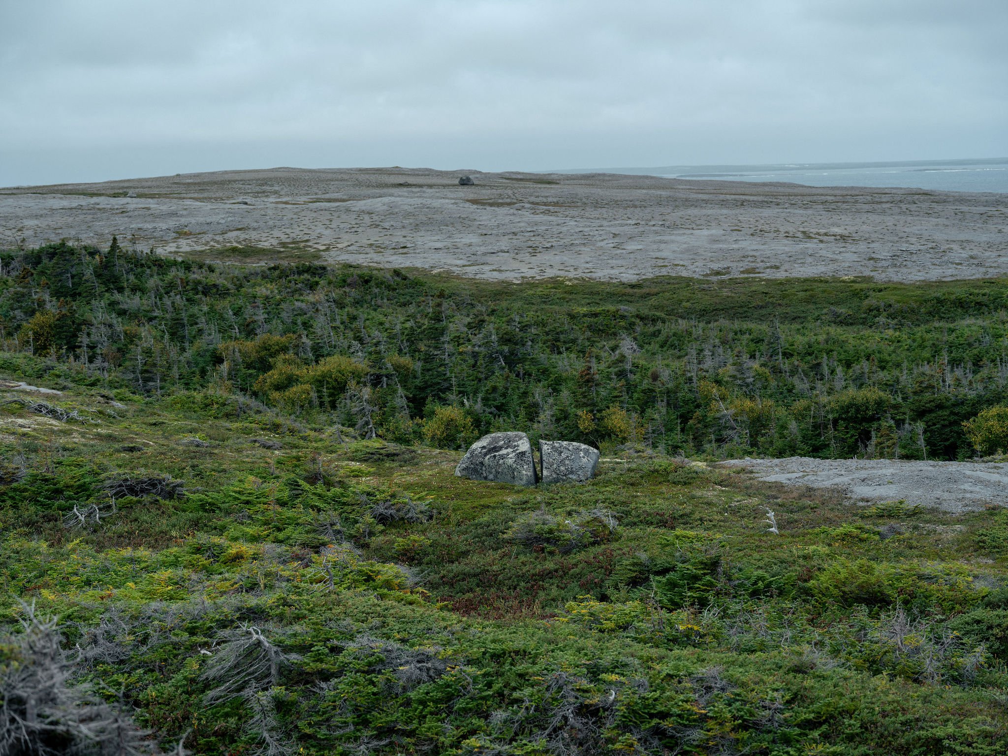 The rare native plants of Newfoundland’s barrens | Canadian Geographic