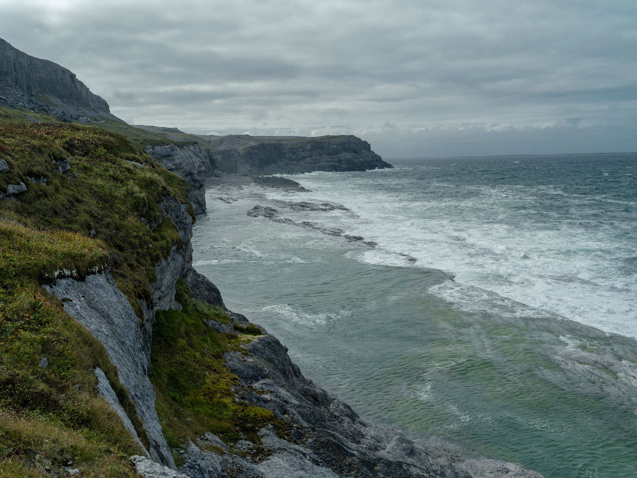 The rare native plants of Newfoundland’s barrens | Canadian Geographic