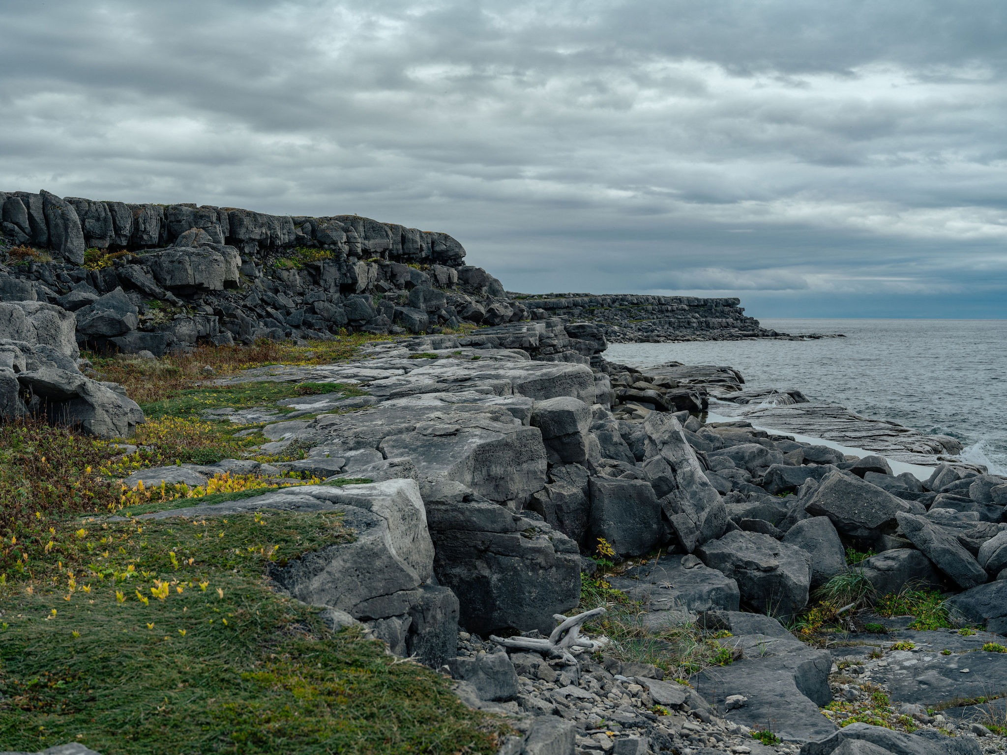 The rare native plants of Newfoundland’s barrens | Canadian Geographic