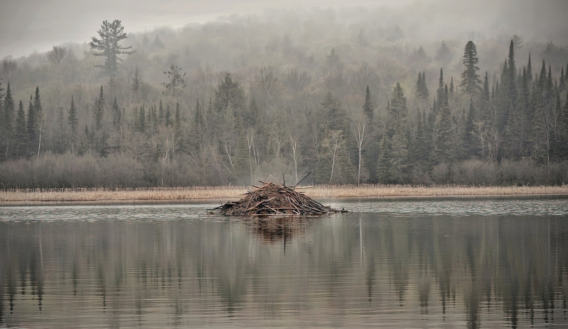 The dam, the myth, the legend: 50 years of the beaver | Canadian Geographic