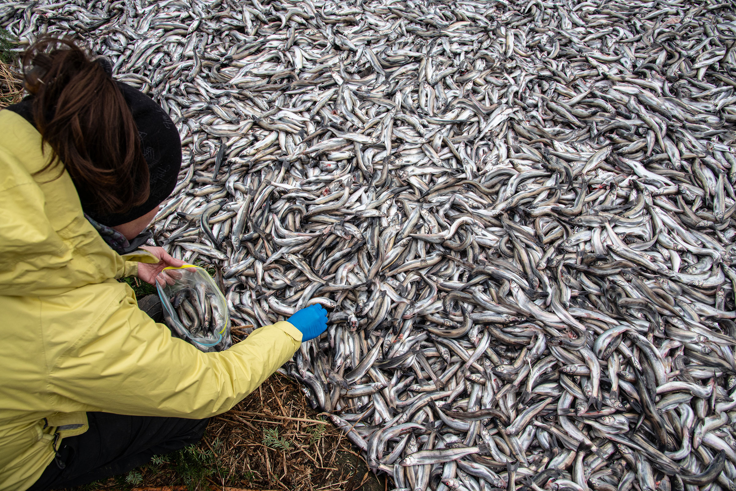 Where the saviour fish still swims | Canadian Geographic
