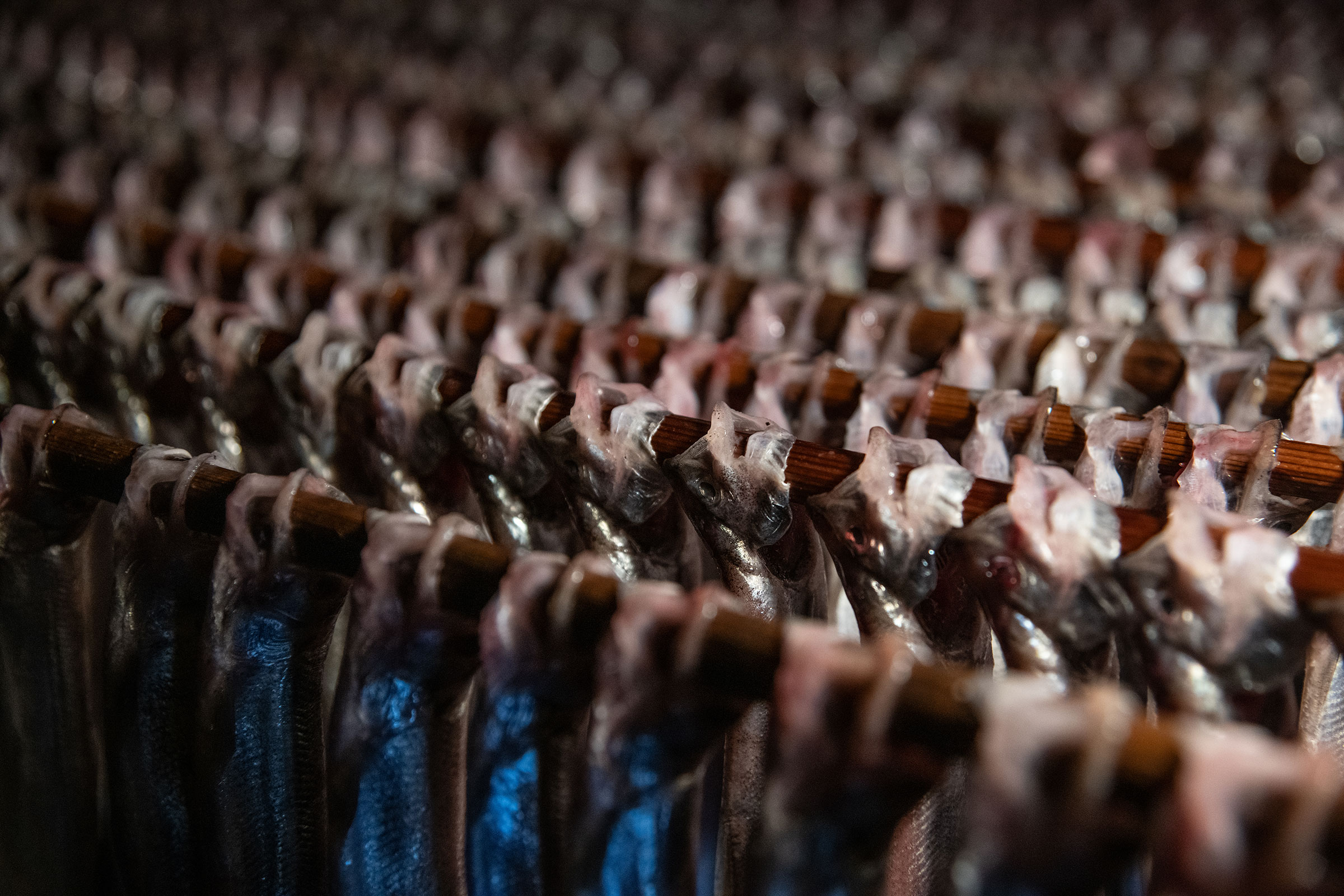 Where the saviour fish still swims | Canadian Geographic