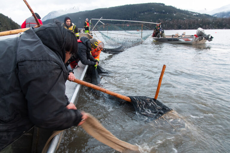 Where the saviour fish still swims | Canadian Geographic