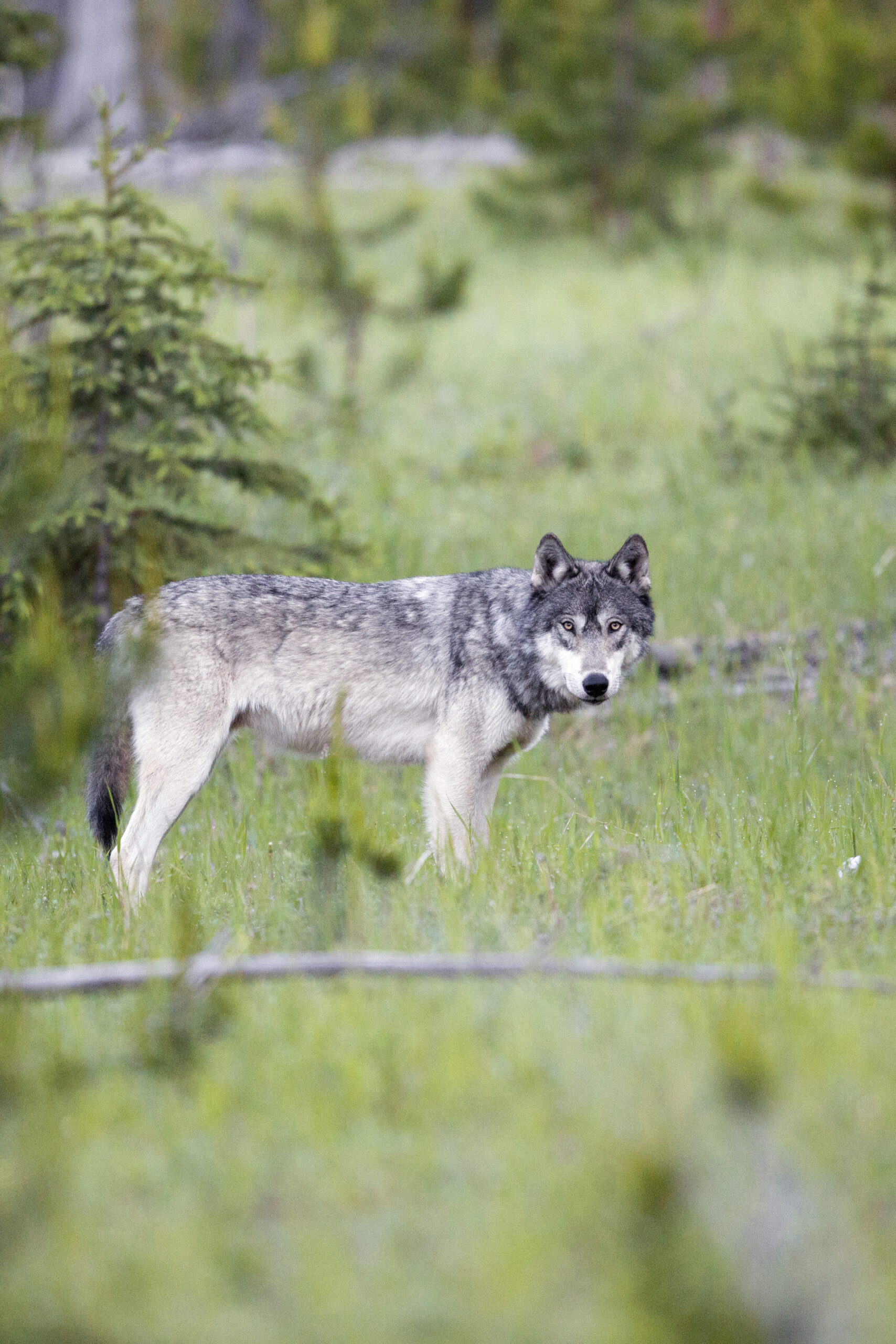 Wildlife without borders: Conservation in the time of Trump | Canadian ...