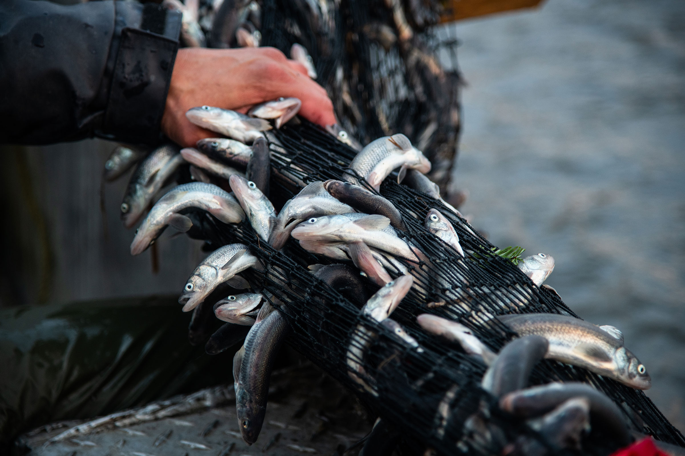 Where the saviour fish still swims | Canadian Geographic