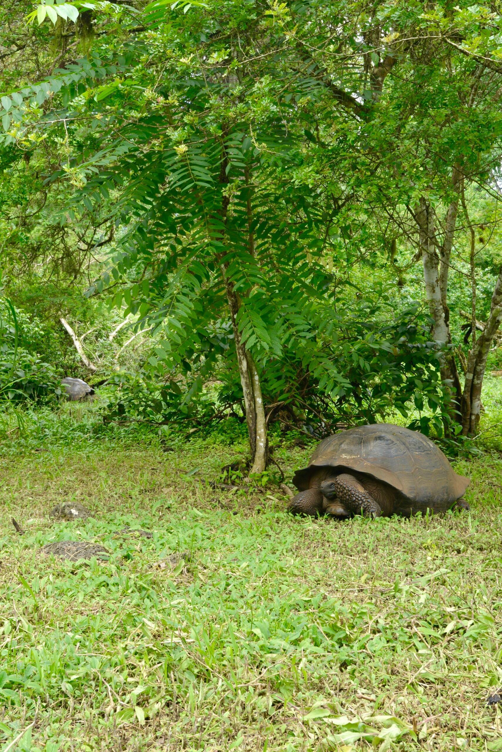 Face to face with a century-old giant | Canadian Geographic