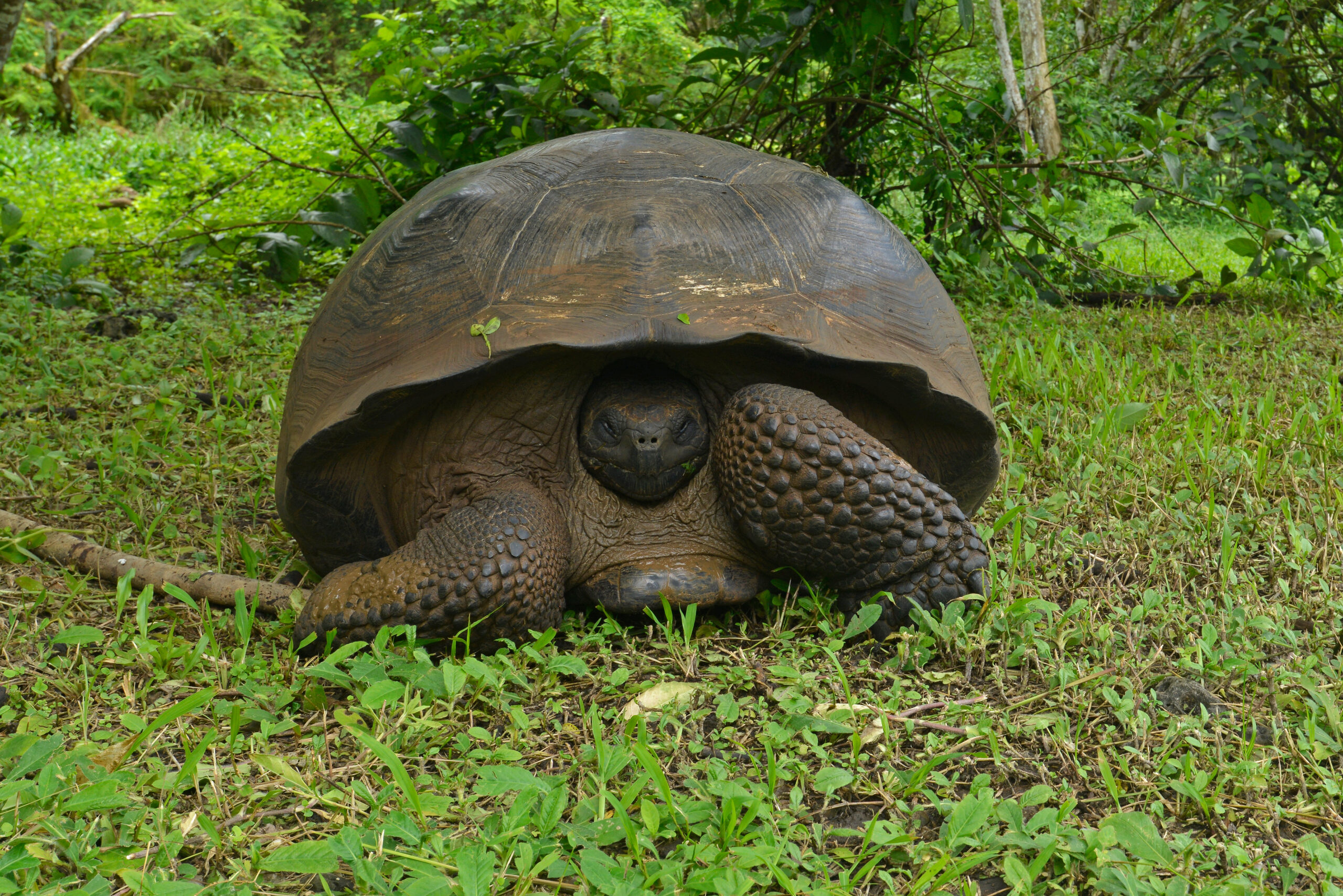 Face to face with a century-old giant | Canadian Geographic