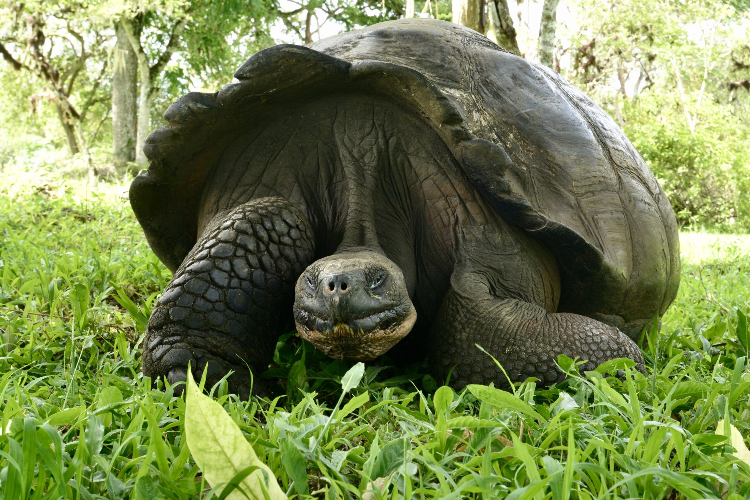 Face to face with a century-old giant | Canadian Geographic
