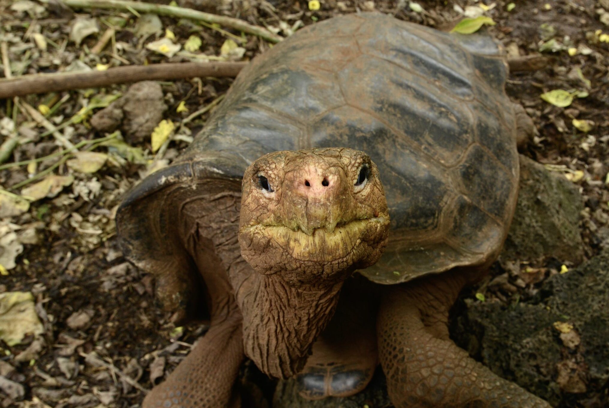 Face to face with a century-old giant | Canadian Geographic