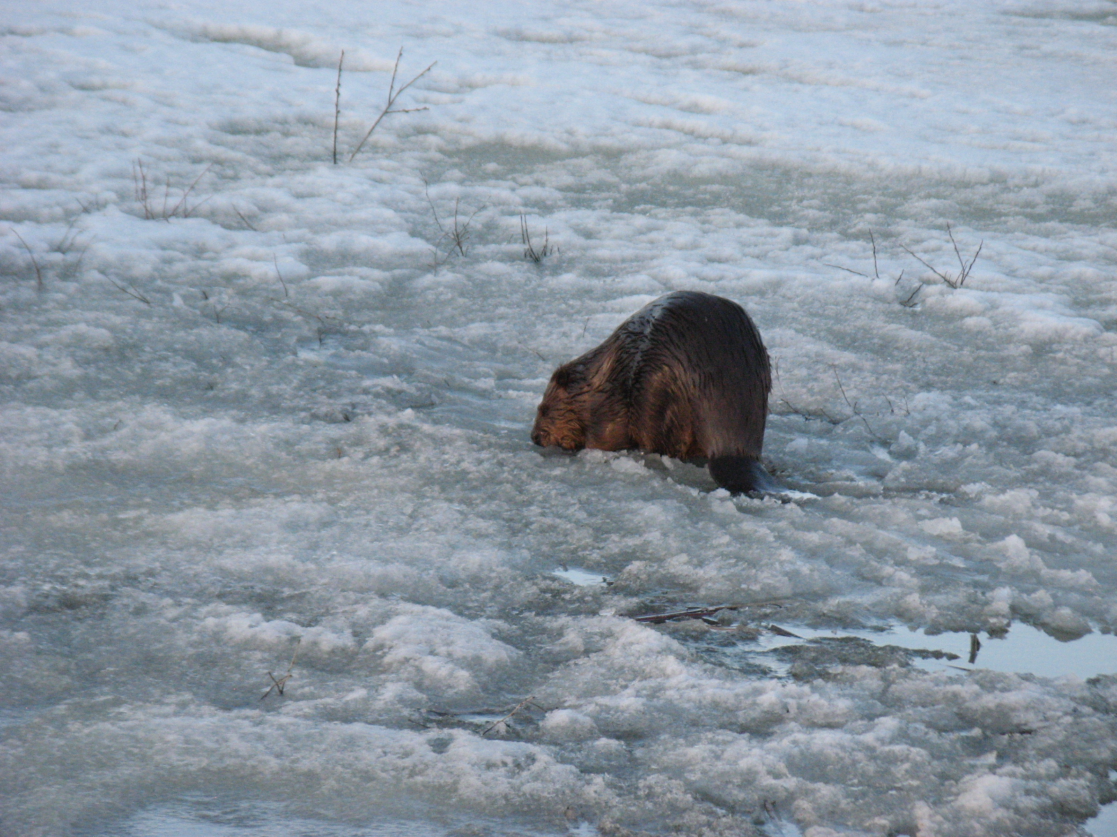 Dam proud: How the beaver has shaped Canada’s environment | Canadian ...