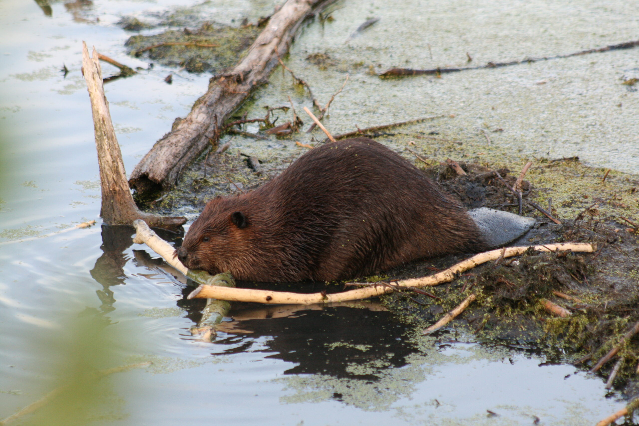 Dam proud: How the beaver has shaped Canada’s environment | Canadian ...