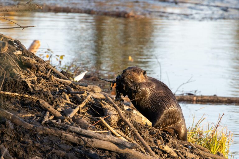 Beavers and the art of ecological resilience | Canadian Geographic