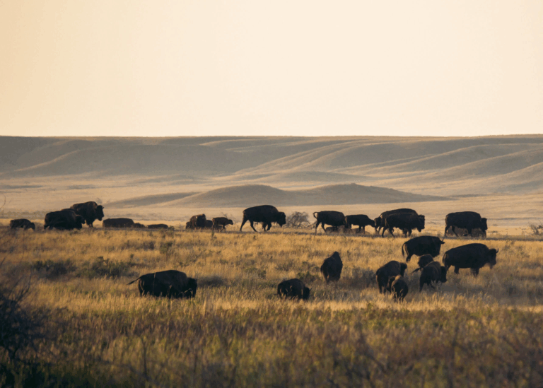 Singing Back the Buffalo with Tasha Hubbard | Canadian Geographic