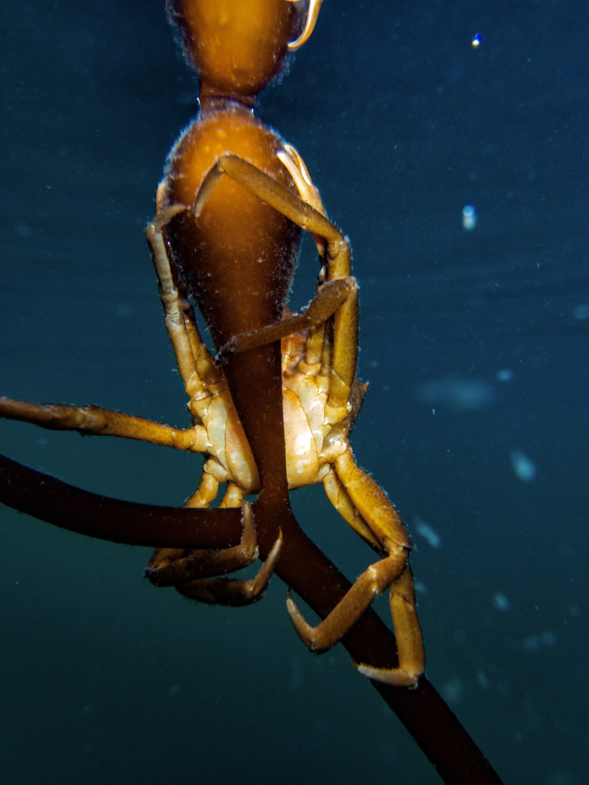 Lending a kelping hand: how genetics research is innovating seaweed ...