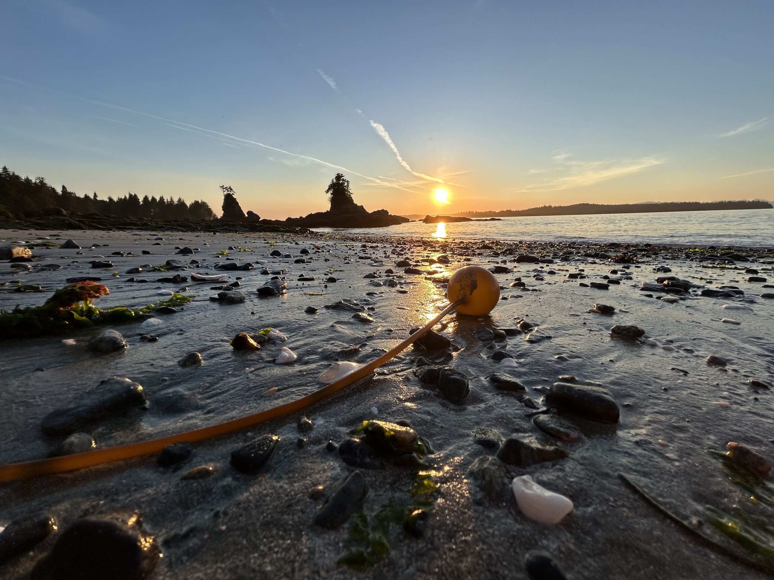 Lending a kelping hand: how genetics research is innovating seaweed ...