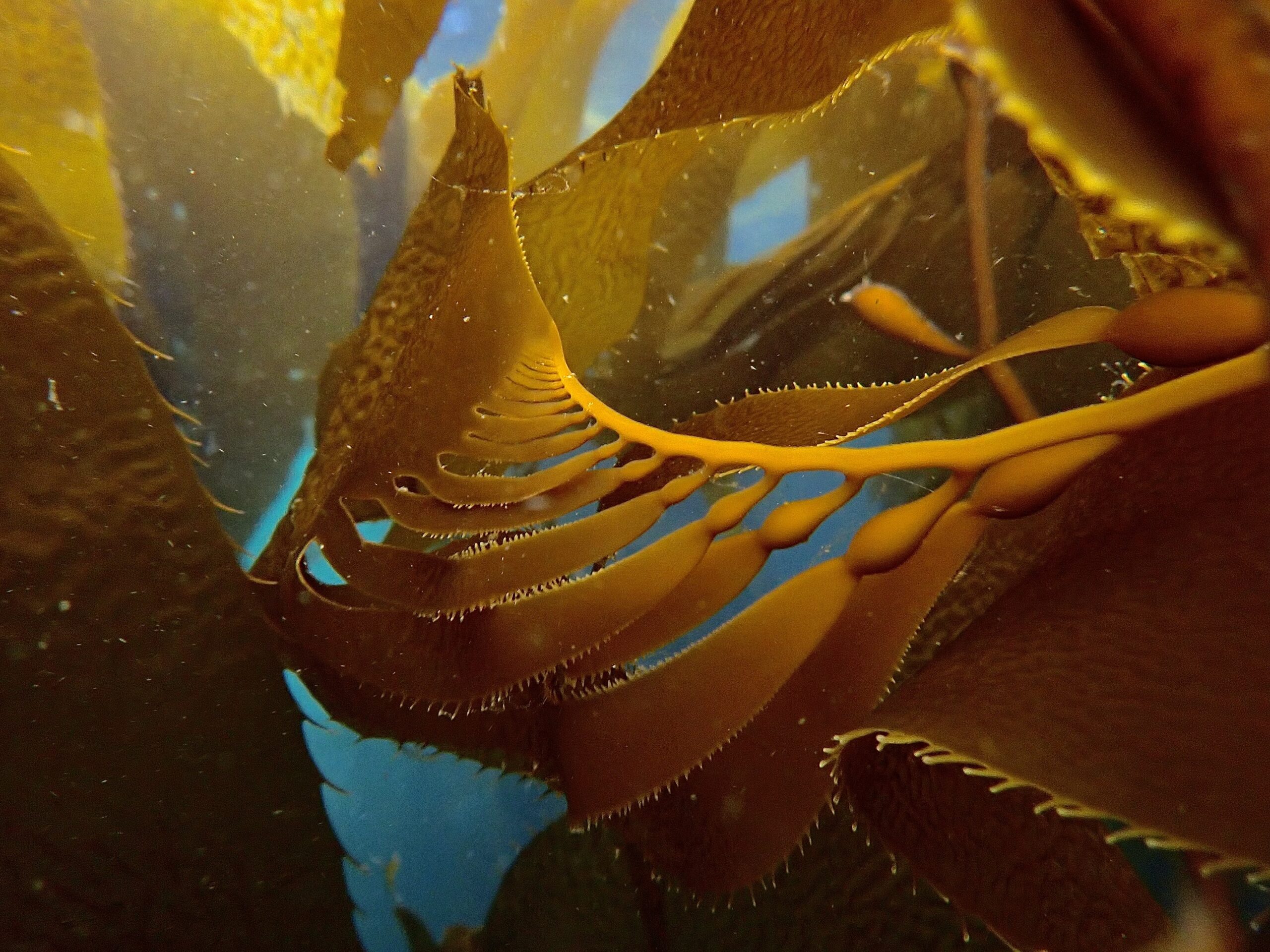 Lending a kelping hand: how genetics research is innovating seaweed ...