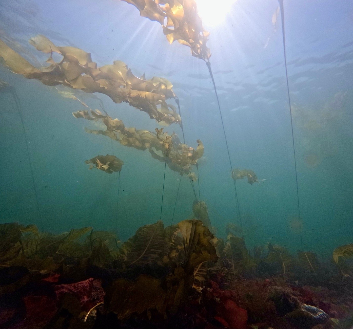 Lending a kelping hand: how genetics research is innovating seaweed ...