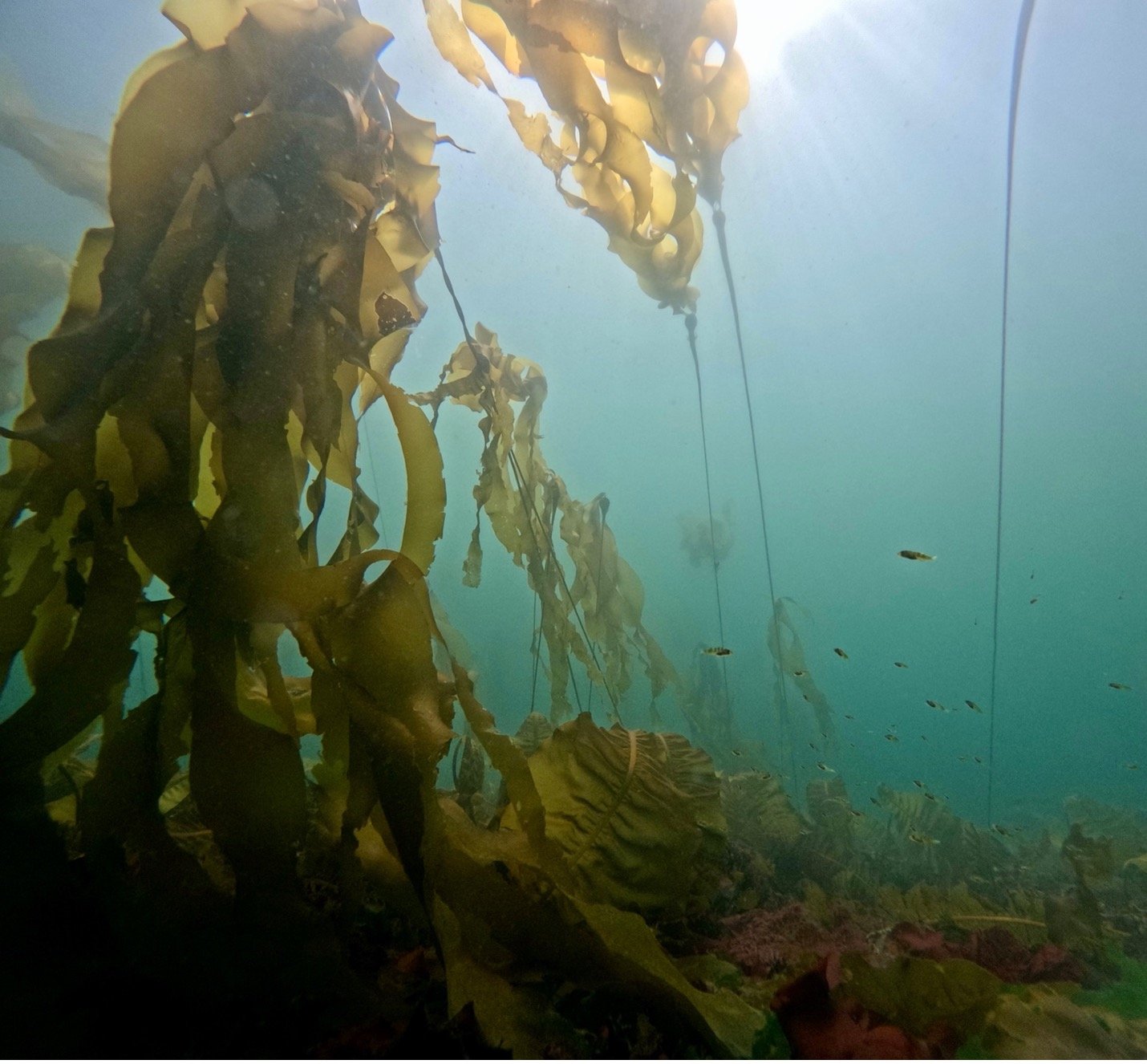 Lending a kelping hand: how genetics research is innovating seaweed ...