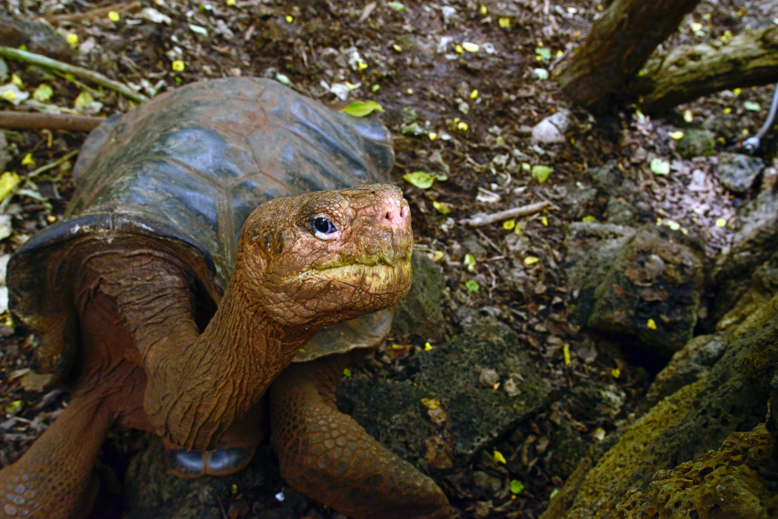 Face to face with a century-old giant | Canadian Geographic
