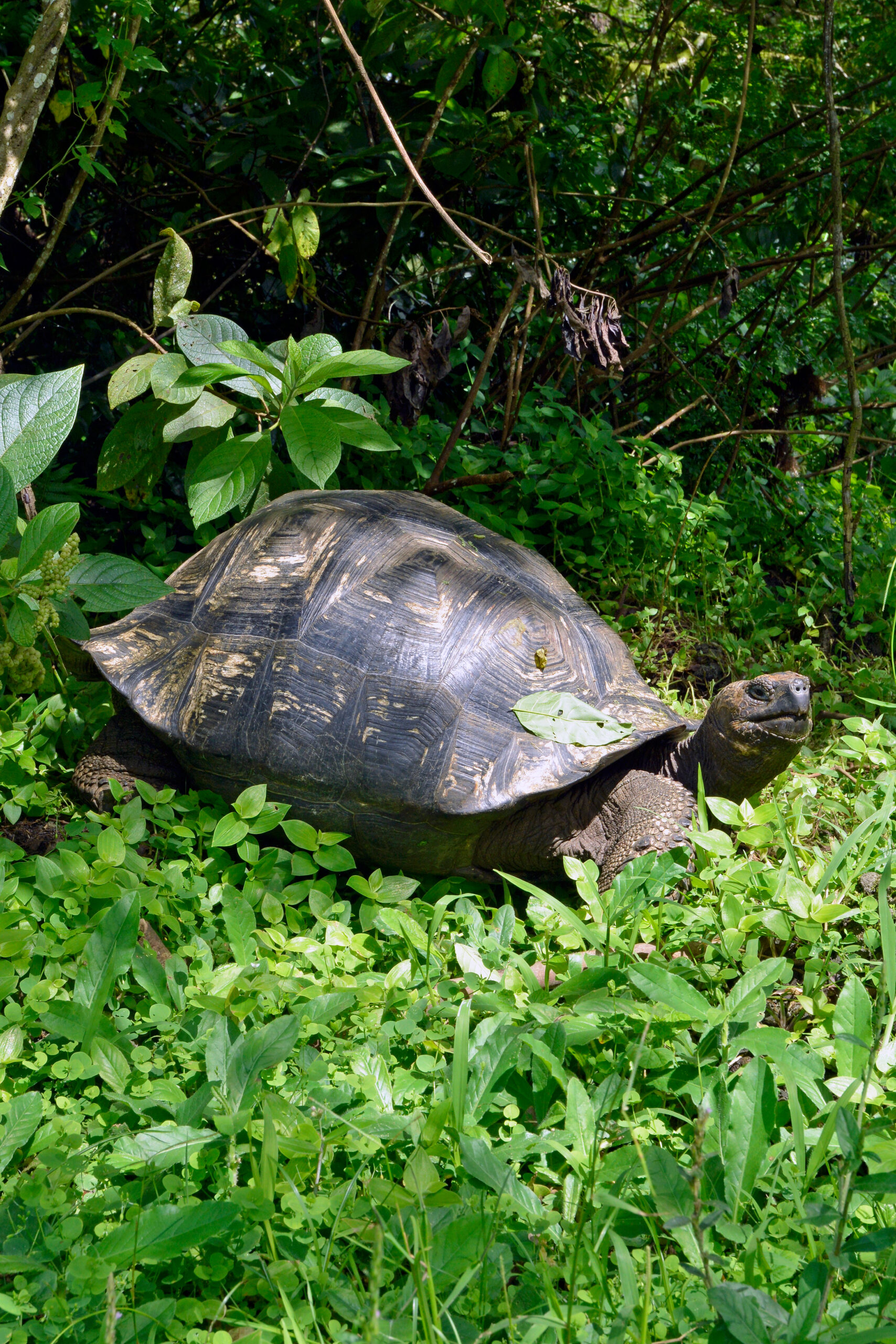 Face to face with a century-old giant | Canadian Geographic
