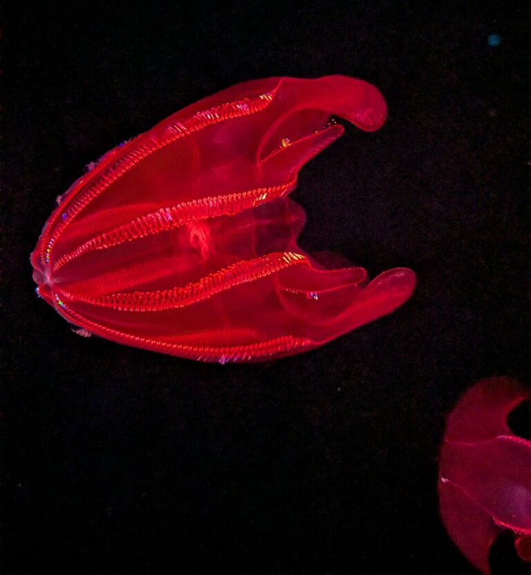 Six of Canada’s most fascinating deep-sea creatures | Canadian Geographic