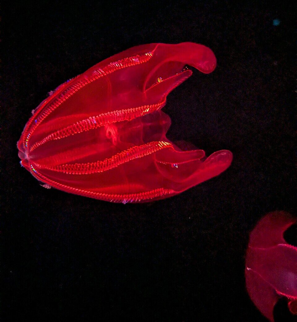 Six of Canada’s most fascinating deep-sea creatures | Canadian Geographic