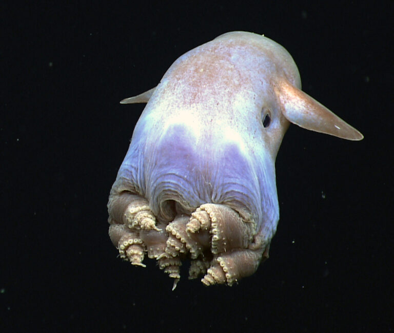 Six of Canada’s most fascinating deep-sea creatures | Canadian Geographic