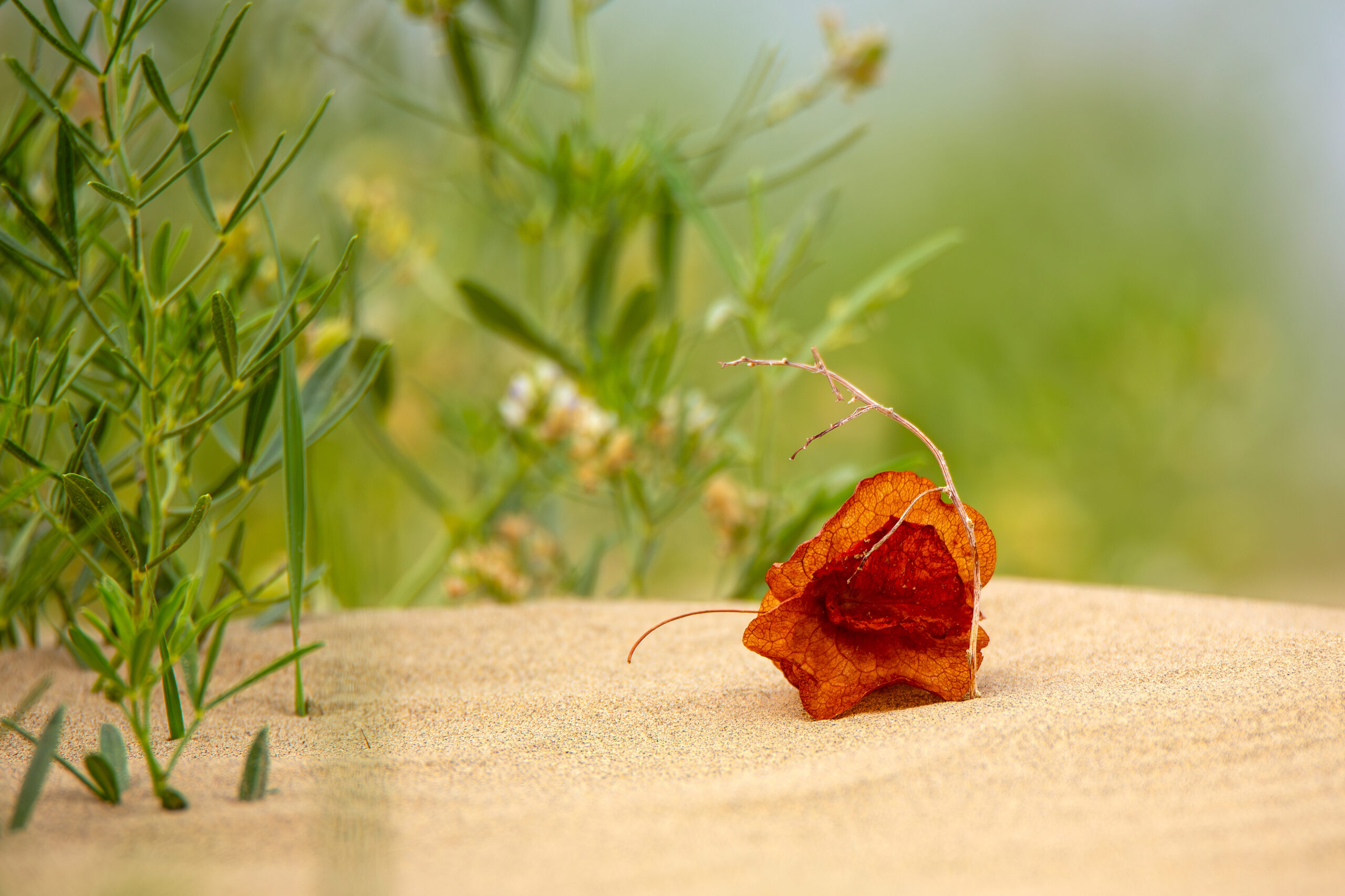 Framing the wild: images of Canada’s globally vital ecosystems ...