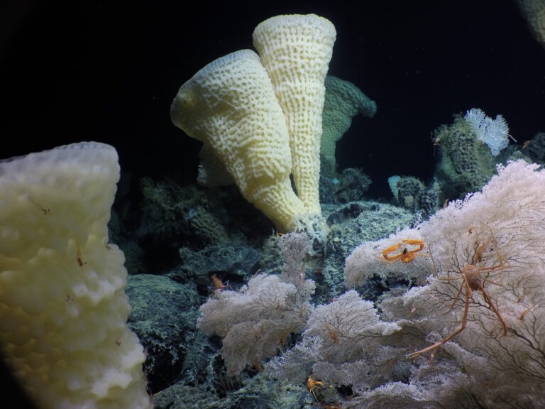 Six of Canada’s most fascinating deep-sea creatures | Canadian Geographic