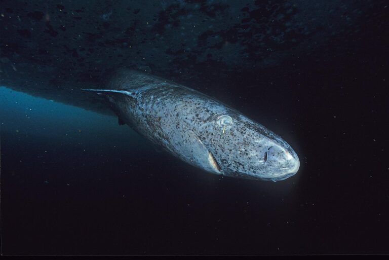 Six of Canada’s most fascinating deep-sea creatures | Canadian Geographic