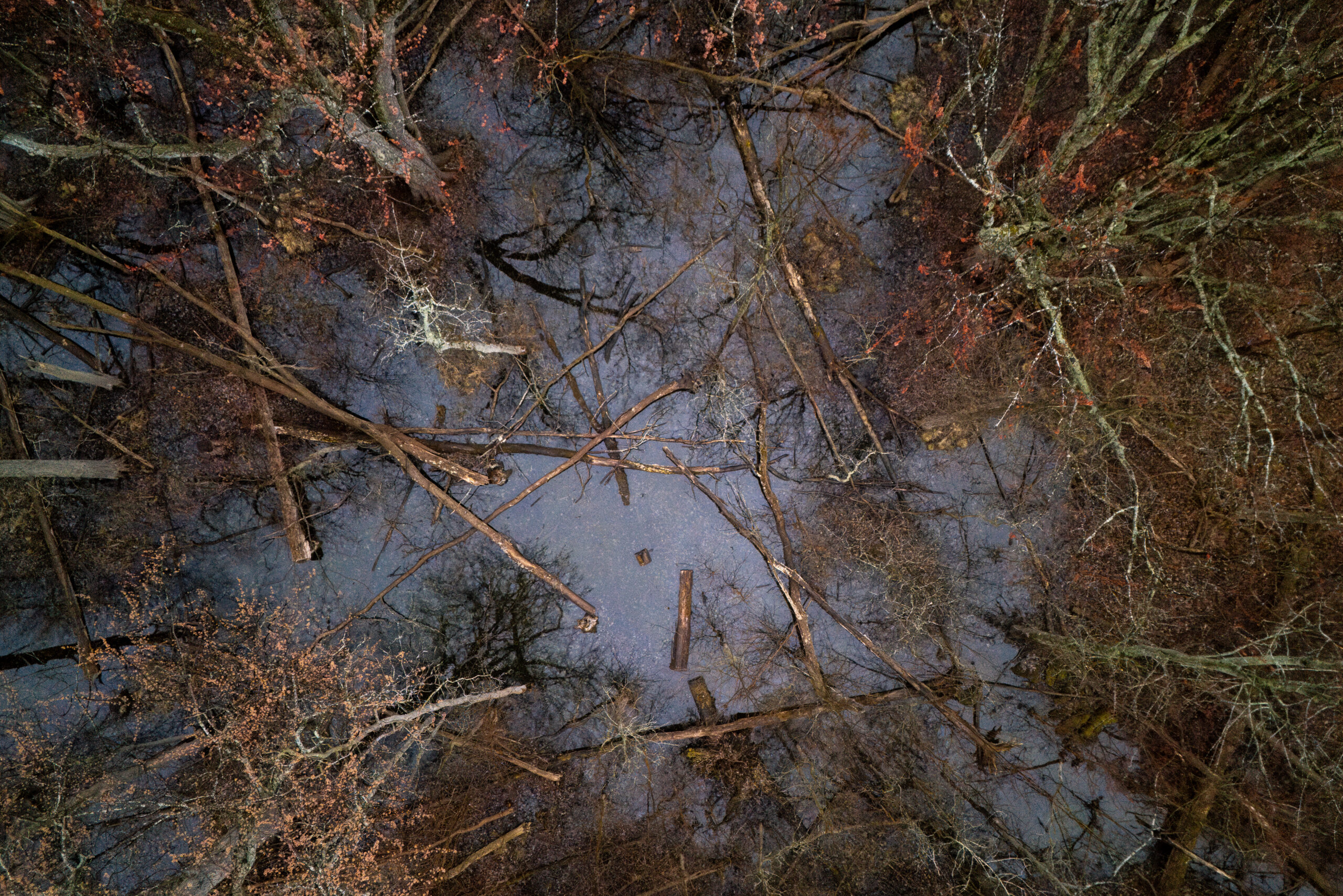 Why did the salamander cross the road? | Canadian Geographic