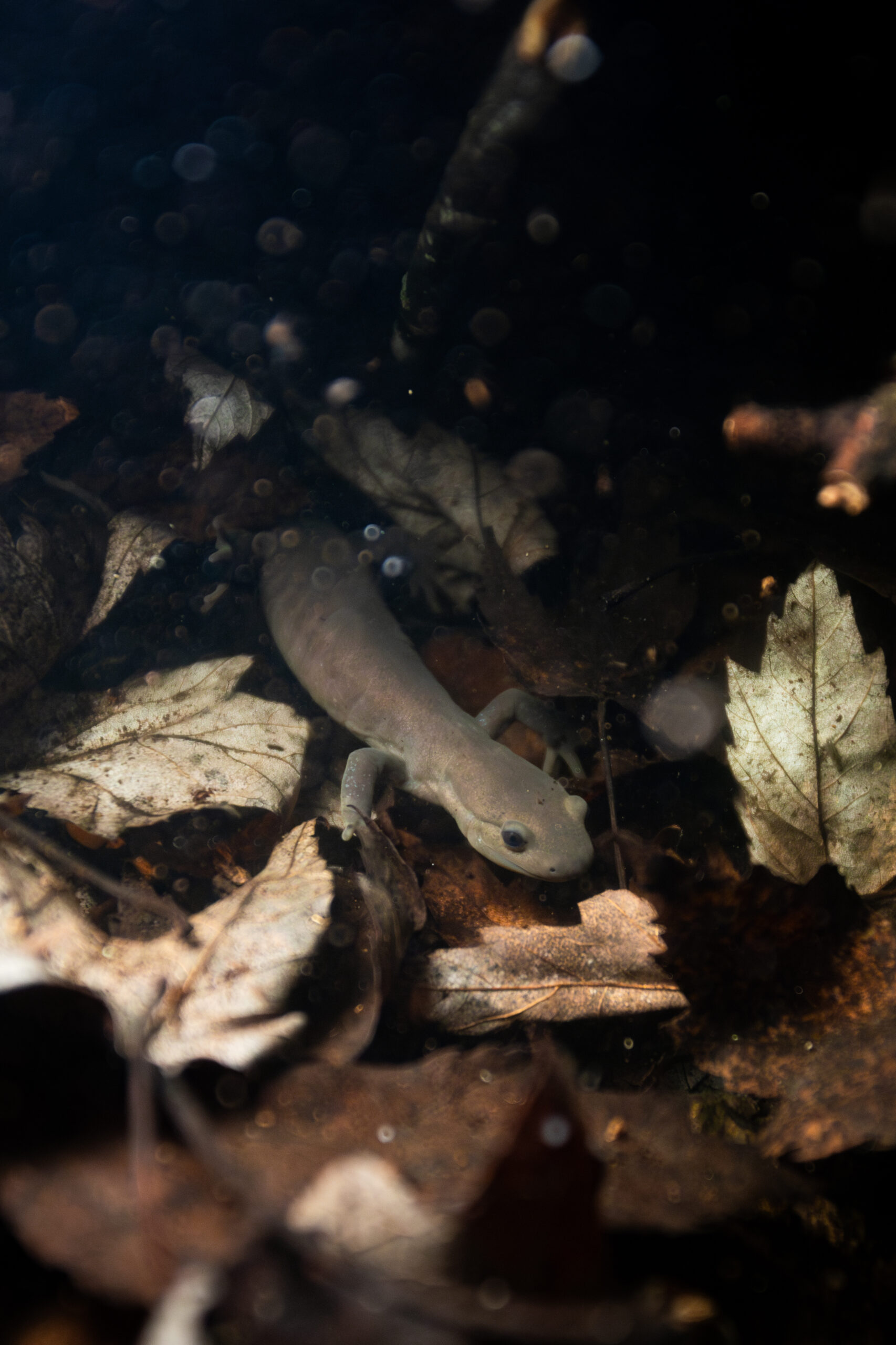 Why did the salamander cross the road? | Canadian Geographic