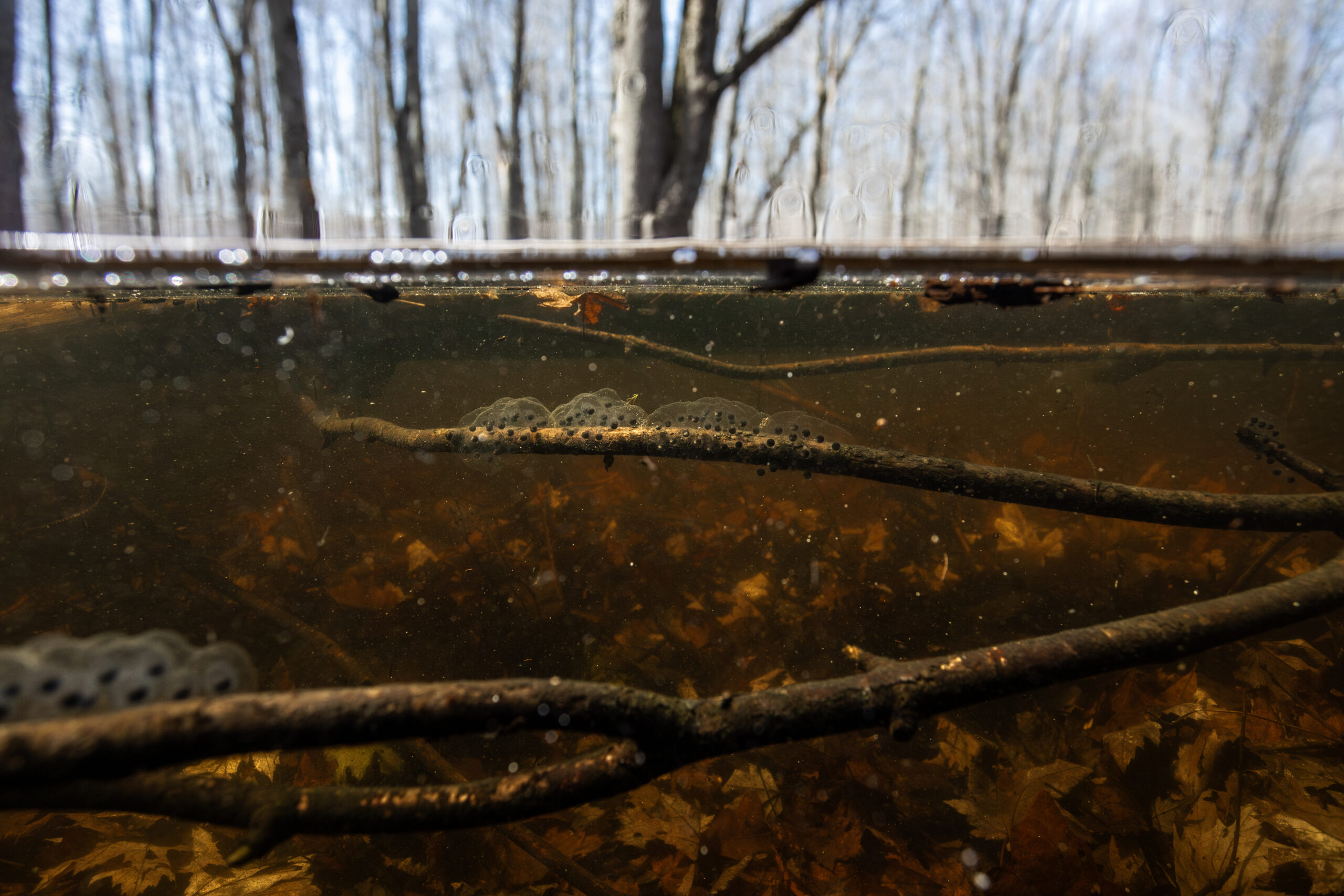 Why did the salamander cross the road? | Canadian Geographic