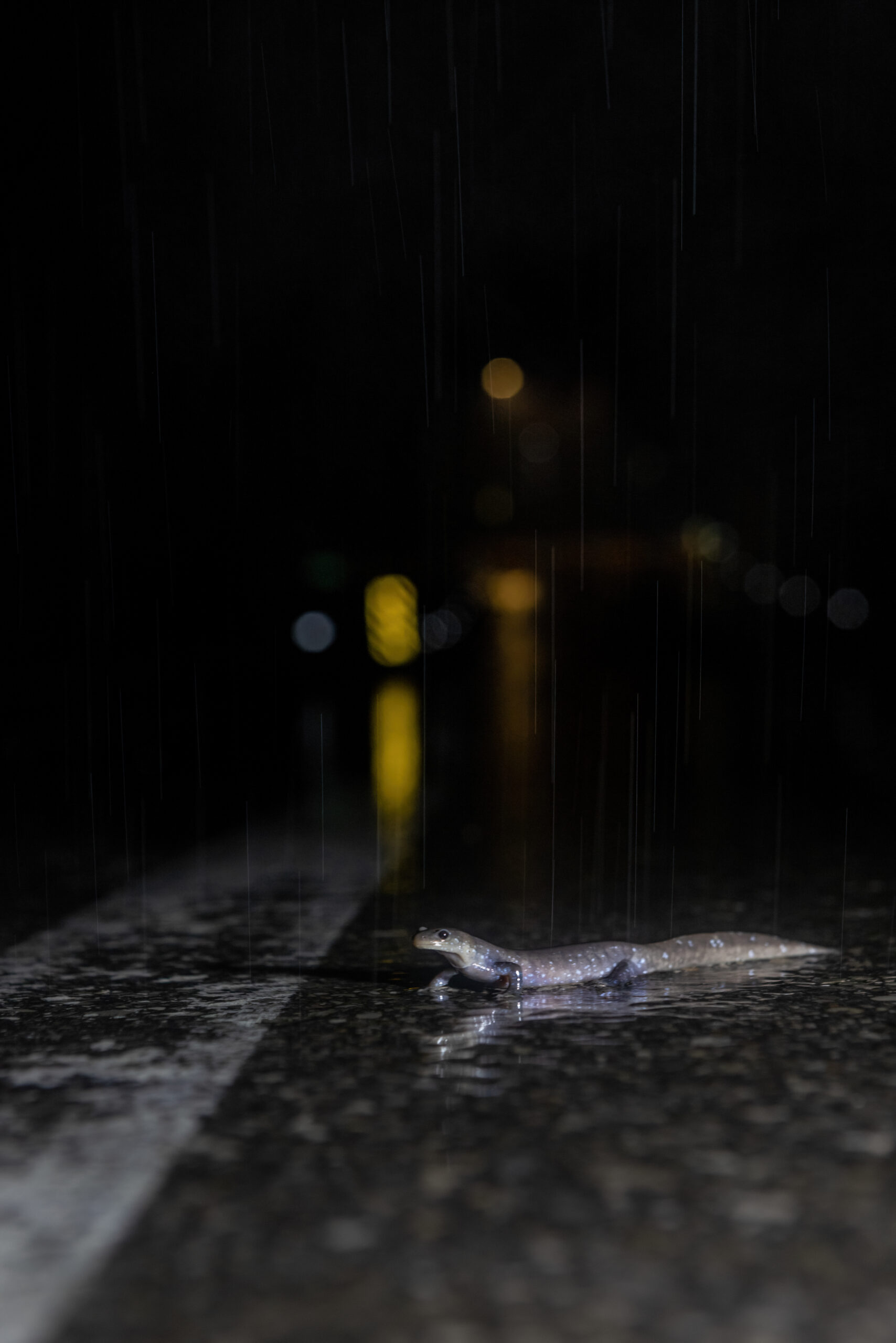 Why did the salamander cross the road? | Canadian Geographic