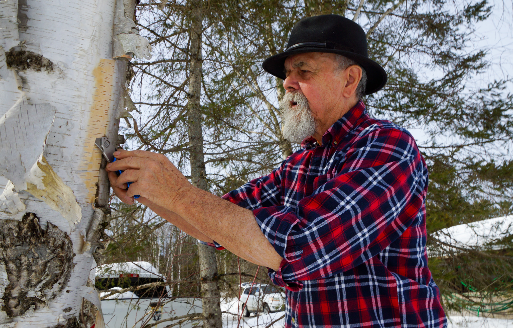 Peeling back the impact of climate change on traditional birch crafts ...