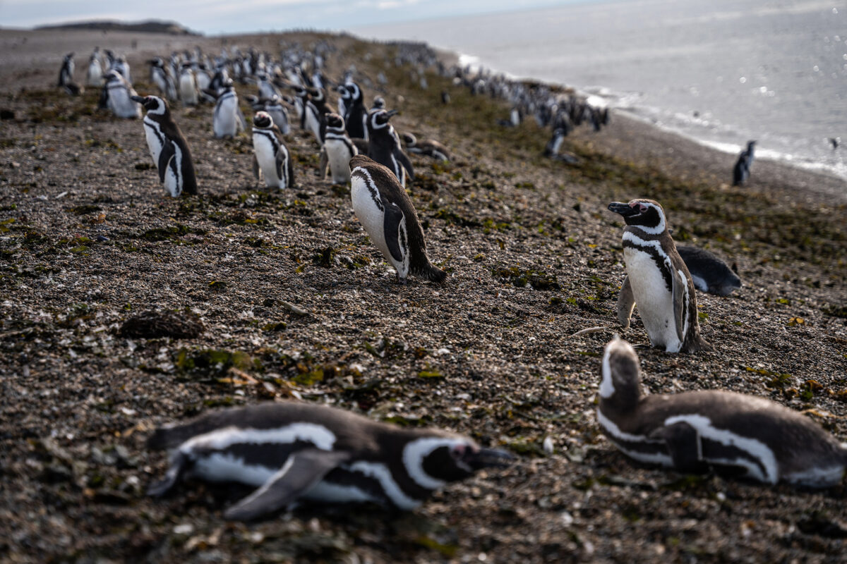 Secrets of “Secrets of the Penguins:” Behind the scenes of the hit ...