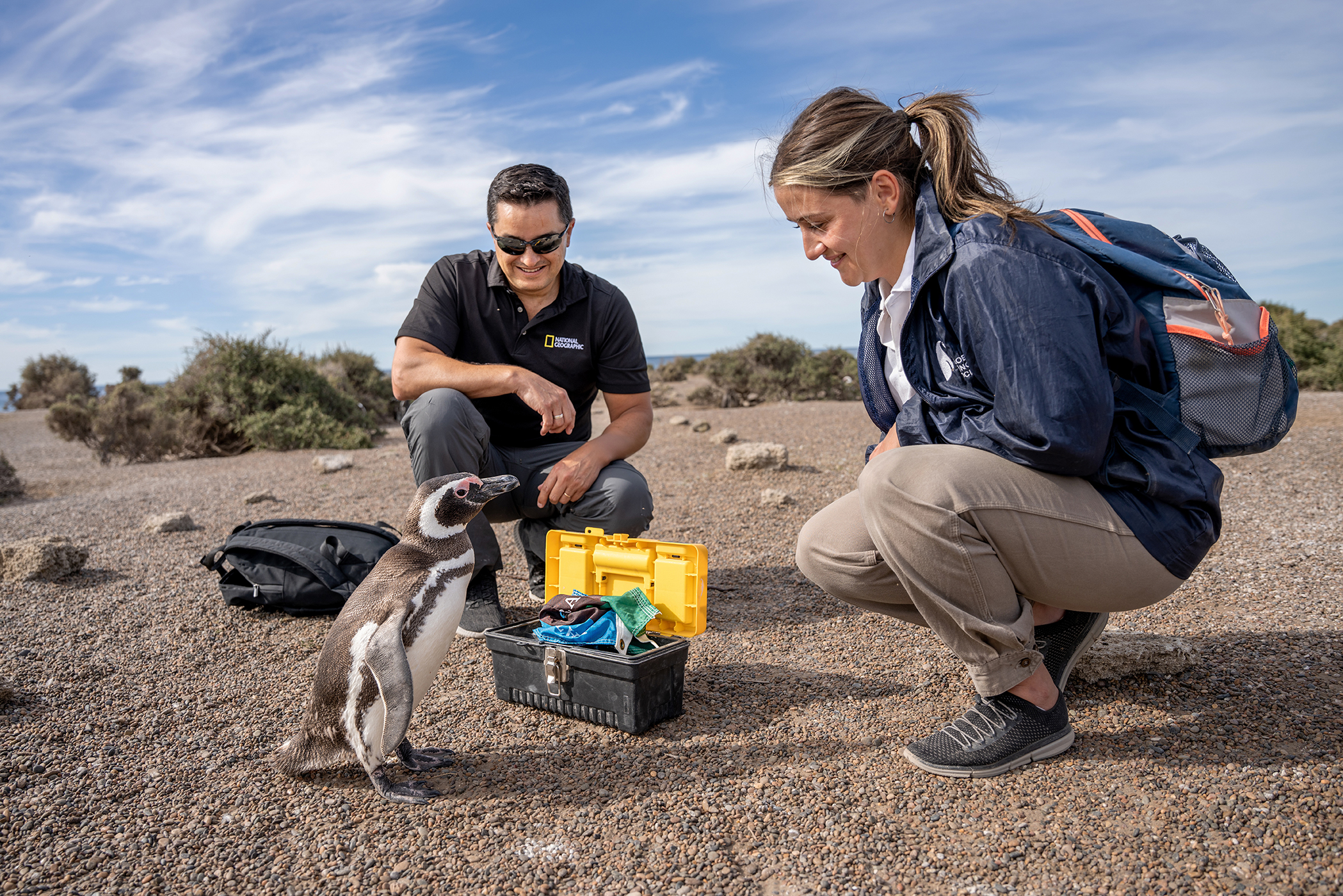 Secrets of “Secrets of the Penguins:” Behind the scenes of the hit ...