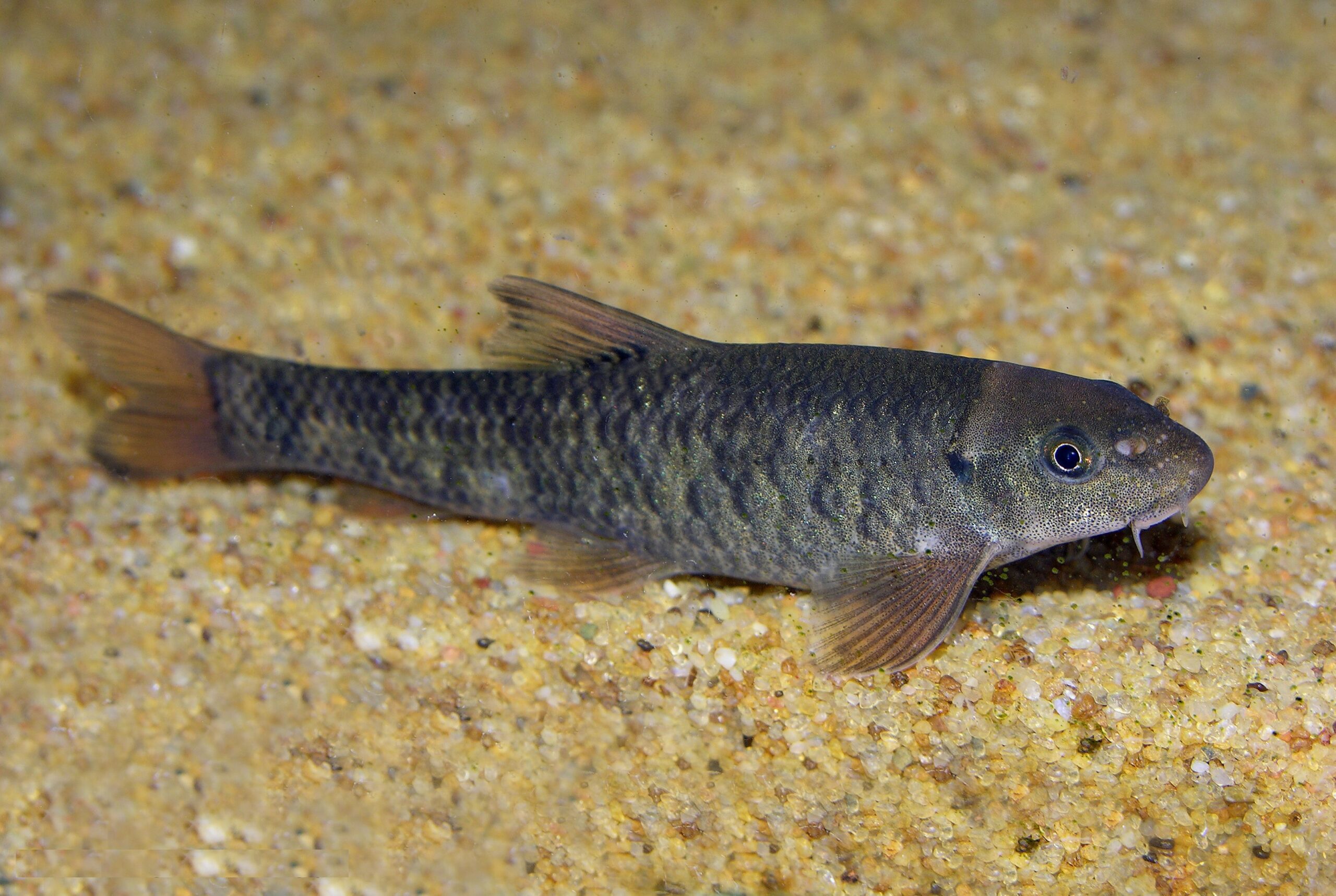 Doctor fish are in – my feet were the patients | Canadian Geographic