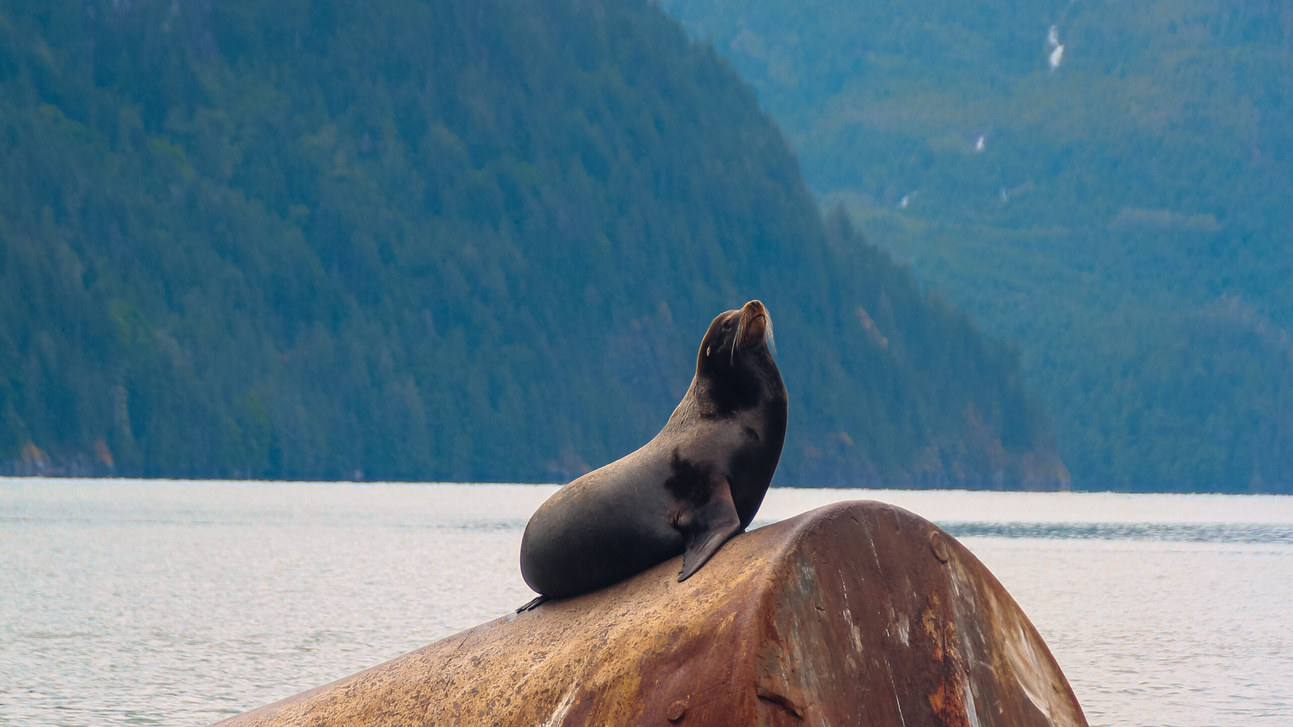 No whales? No problem. The forest had other plans. | Canadian Geographic