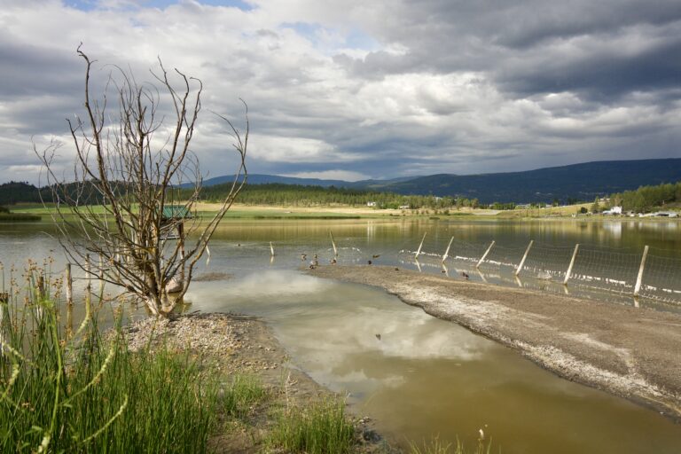 Birding the road less travelled in British Columbia | Canadian Geographic