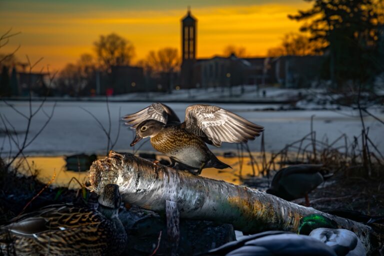 Announcing the winners of the 2025 Canadian Wildlife Photography of the ...