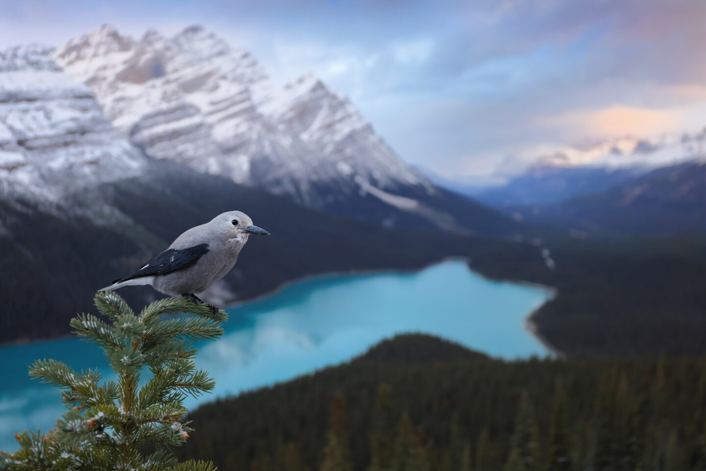 Announcing the winners of the 2025 Canadian Wildlife Photography of the ...
