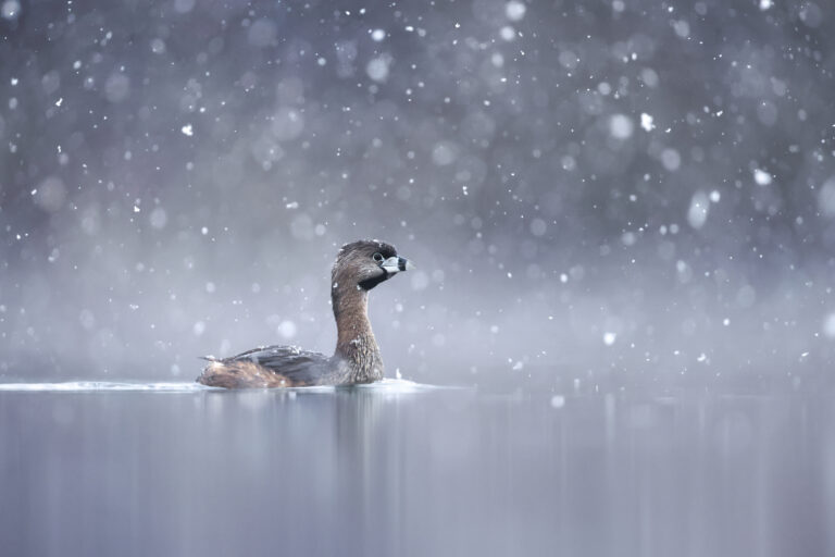 Announcing the winners of the 2025 Canadian Wildlife Photography of the ...