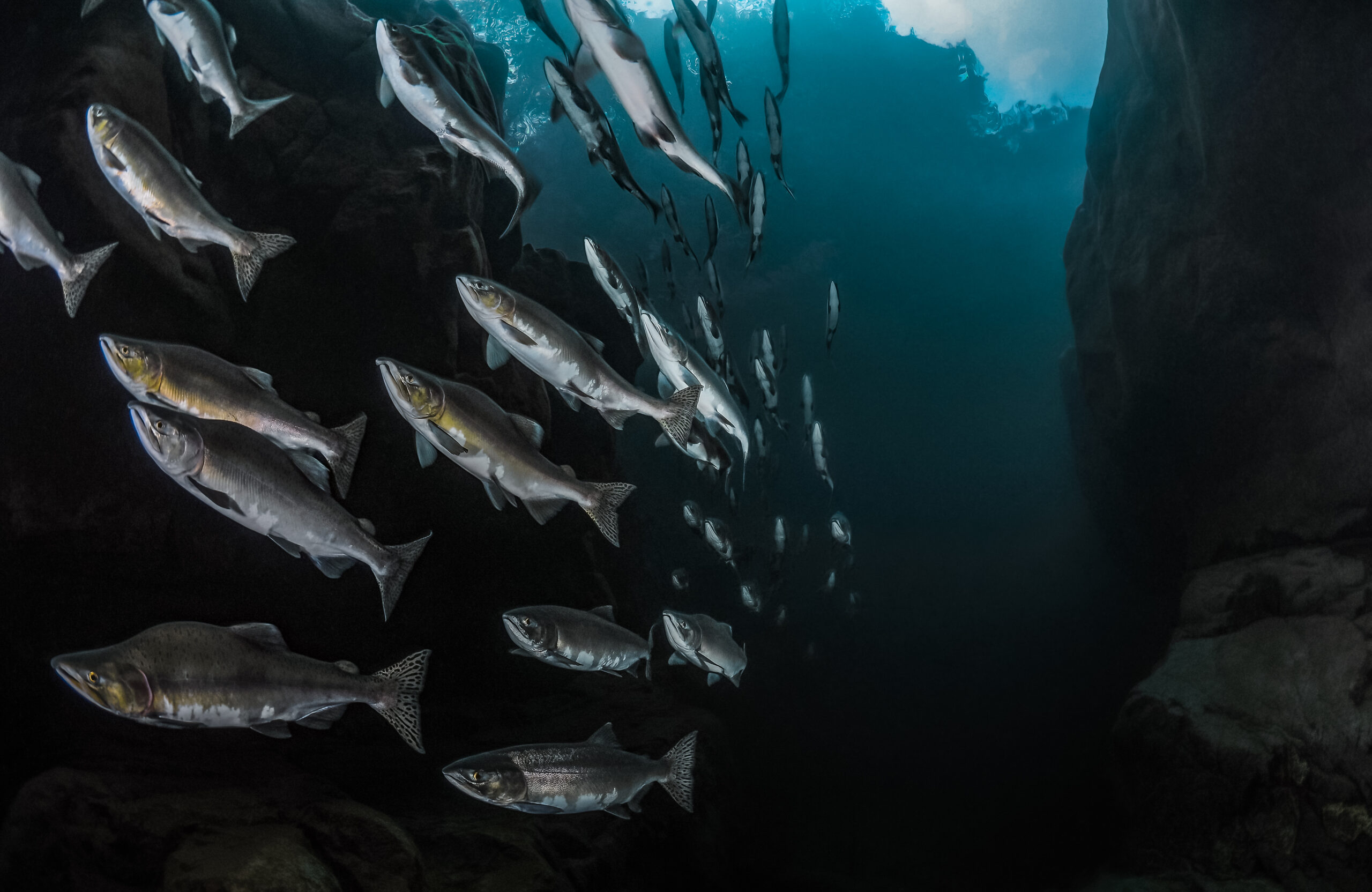 Announcing the winners of the 2025 Canadian Wildlife Photography of the ...