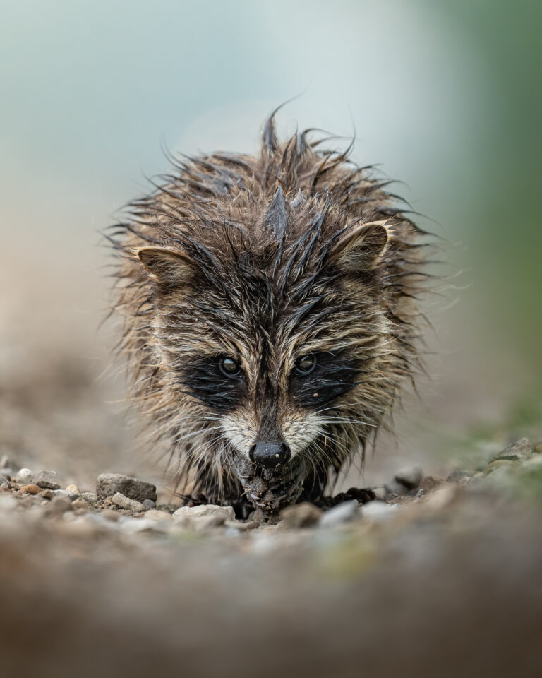 Announcing the winners of the 2025 Canadian Wildlife Photography of the ...