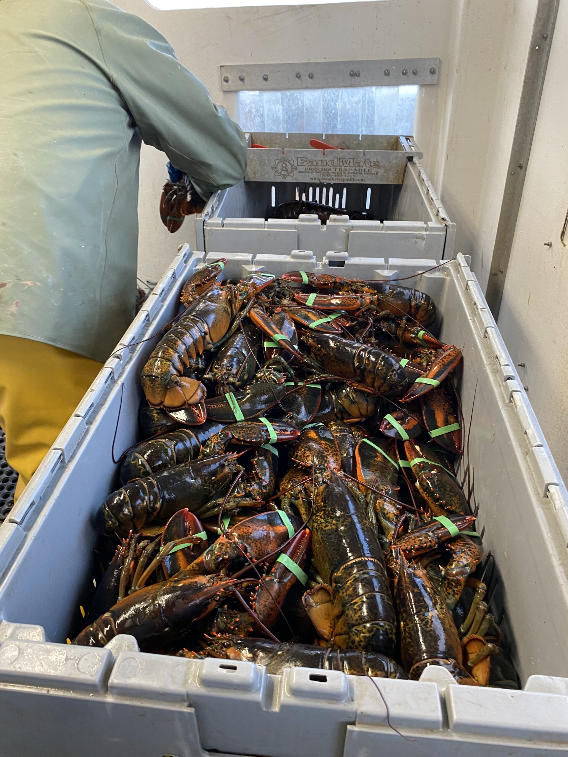 The rise and fall of the North American lobster fishery | Canadian ...