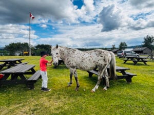 Ojibway spirit horses gallop into view | Canadian Geographic