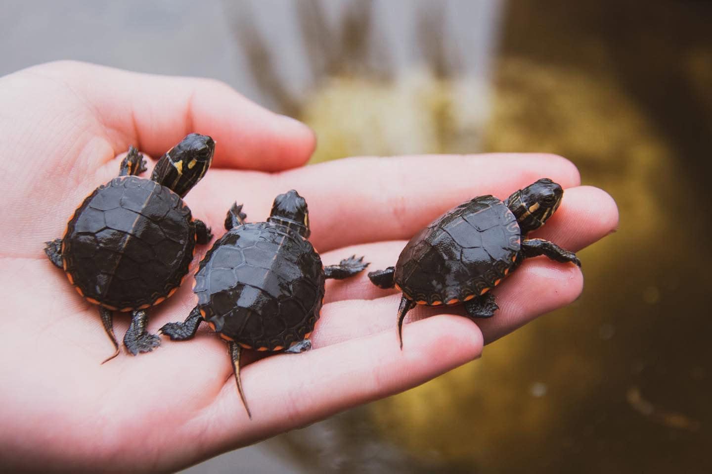 Biologist Chevaun Toulouse on swamp stories | Canadian Geographic