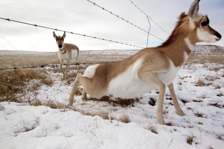 Les clôtures des prairies : entrave à la migration des antilopes d ...
