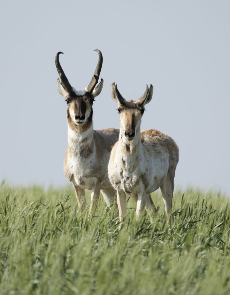 Pronghorns are stymied by prairie fences. Meet the volunteers trying to ...